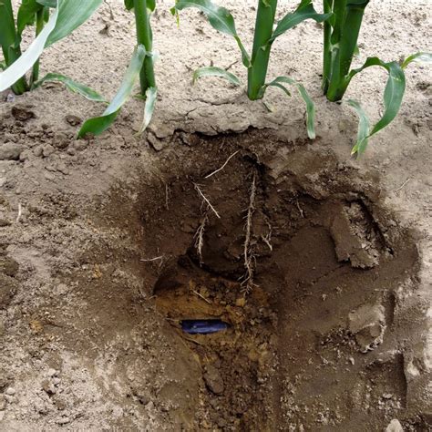 Subsurface Drip Irrigation Systems