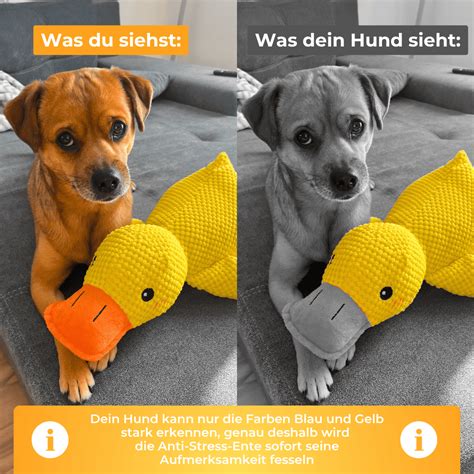 Anti Stress Ente Für Hunde Spielzeug Gegen Trennungsangst Pfotenmond