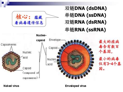 PPT 第四章 病毒 PowerPoint Presentation free download ID 4750117