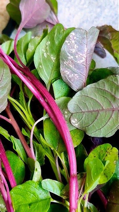 White Rust Of Amaranthus Leafyvegetables Horticulture Disease Rust Gardening Youtubeshorts