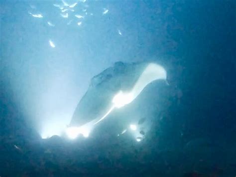 Big Island Divers Kailua Kona 2019 All You Need To Know Before You Go With Photos