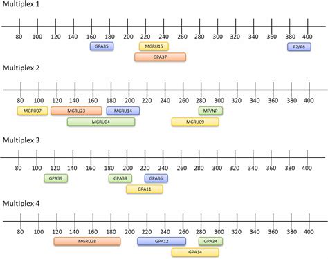 Development And Validation Of A Novel Forensic Str Multiplex Assay For Blue Anthropoides