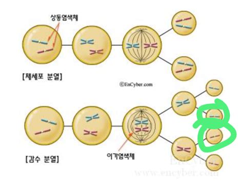 생식세포 분열 후 생긴 딸세포 중 동그라미 친 2개는 서로 유전정보가 다른건가요 지식in