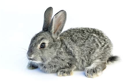 Bunnies Burke S Backyard