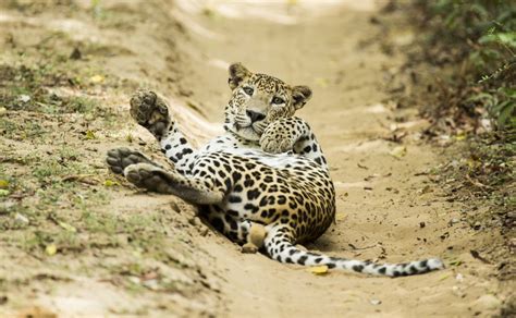 Top 5 Places In Sri Lanka To See Leopards Classic Sri Lanka