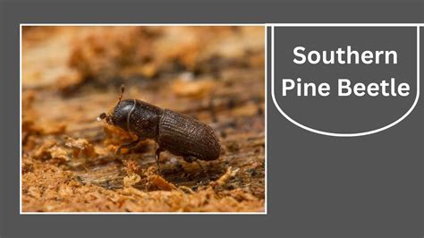 15 Types Of Bark Beetle Identification Habitat Behavior And Lifecycle