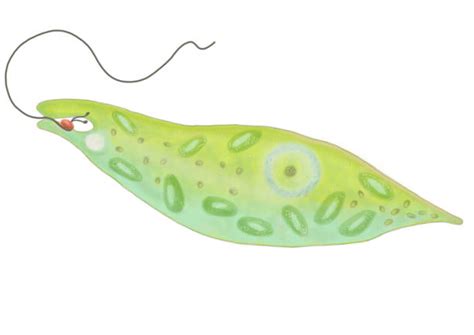 Euglena Gracilis Illustrations Royalty Free Vector Graphics And Clip Art