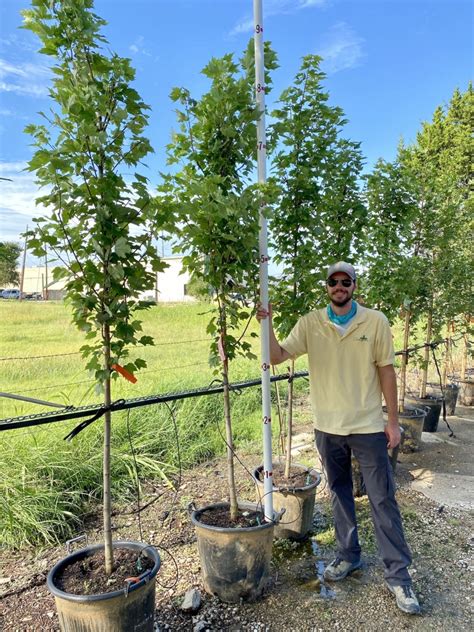 Maple Brandywine Covingtons