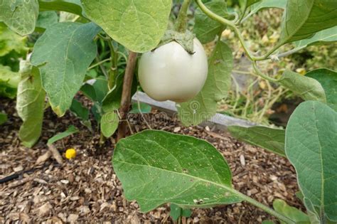 Growing Eggplant In Raised Beds In The Backyard White Eggplant Plant