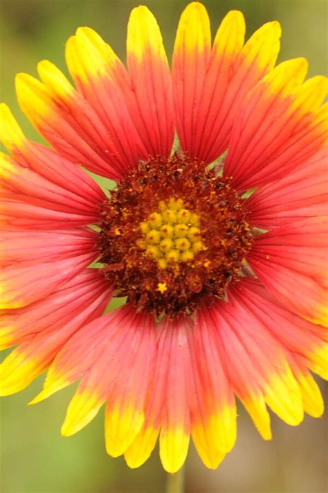 Life And Gardens Of Gertrude Jekyll Visionary Of English Garden Design