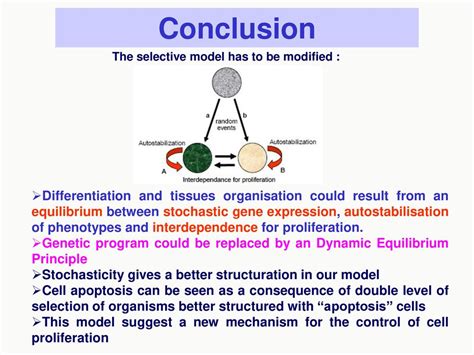 A Stochastic Model Of Cell Differentiation Ppt Download