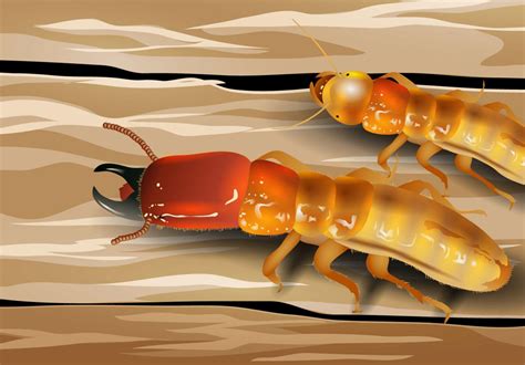 Termite Monitoring Services Beyond The Initial Inspection