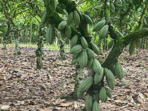 Meet The 40 Year Old Cocoa Farmer With 101 Acres Of Cocoa Farm