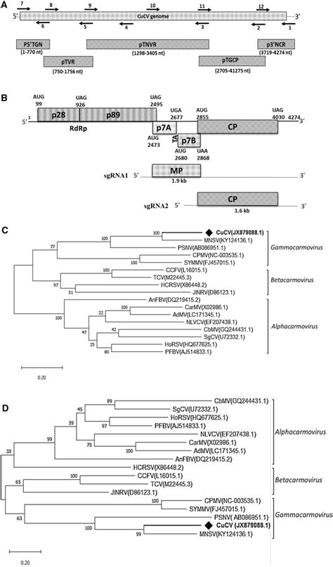 Complete Genome Sequencing Genome Organization And Phylogenetic Download Scientific Diagram