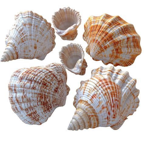 Collecting Sea Shells On A Beach Showcasing Various Types Of Shells