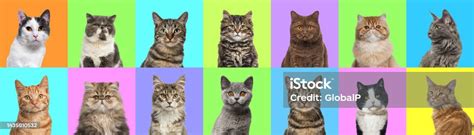 여러 고양이의 콜라주는 다양한 밝은 색상의 여러 가지 색상의 배경에 인물 사진을 머리로 합니다 애완고양이에 대한 스톡 사진 및 기타 이미지 Istock