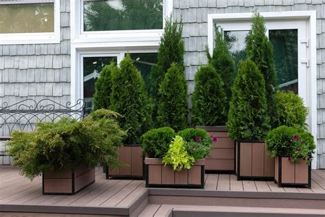 Деревянное кашпо для туи 74 фото