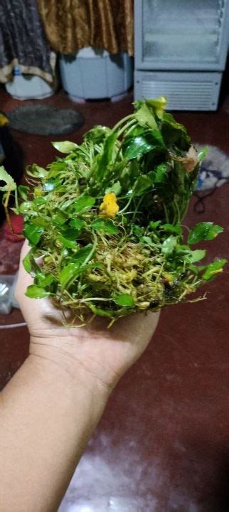 Schismatoglottis Prietoi Lazada Ph