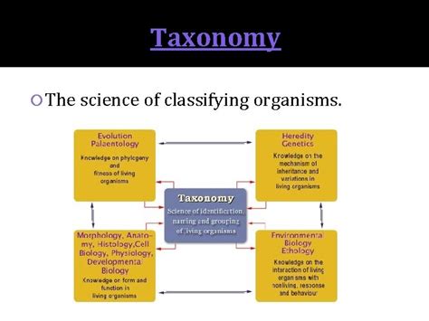An Introduction To Classification Taxonomy The Science Of