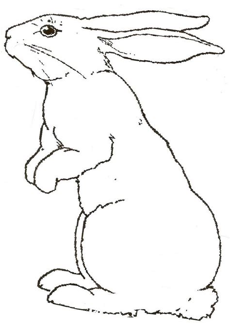 Desenhos De Pequena Lebre Para Colorir E Imprimir Colorironlinecom The Best Porn Website