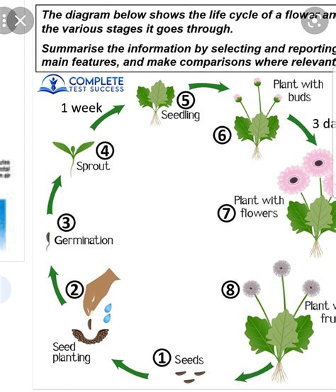 Life Cycle Of A Flowering Plant