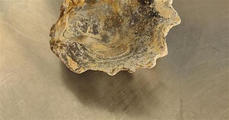 Creek Oyster Fossil Album On Imgur