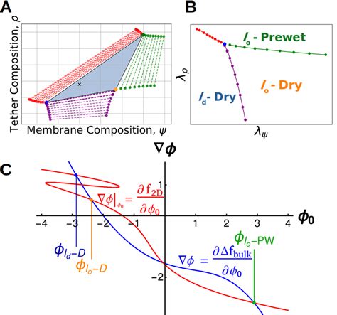 three phase coexistence in landau theory a phase diagram over