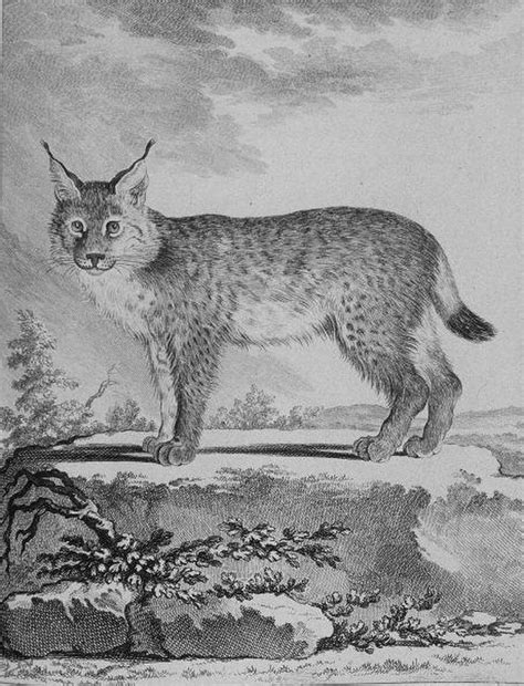 Lynx Définition Et Explications