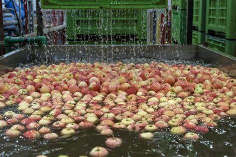 Postharvest Apple Processing Plant Stock Image Image Of Organic Hygiene 261761387