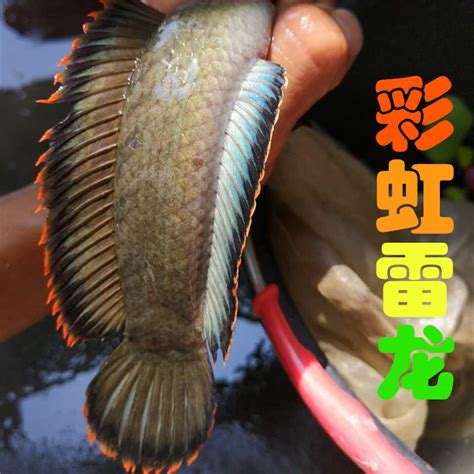 养雷龙用什么灯光 雷龙鱼适合什么灯光 雷龙鱼用什么灯 大山谷图库