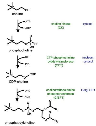 Cdp Choline Pathway Alchetron The Free Social Encyclopedia