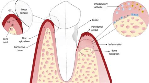 Alveolar Bone Anatomy