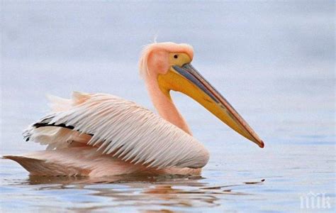 Бракониери простреляха розов пеликан в Стара Загора Информационна агенция ПИК