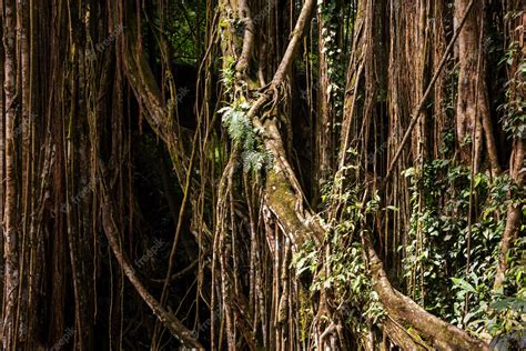 Premium Photo Tropical Rainforest Or Jungle With Trees And Lianas