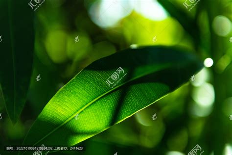 夹竹桃叶细节 枝叶 植物花草 摄影 汇图网www huitu