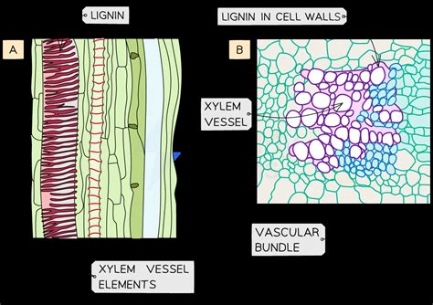 Structure Of Xylem Tissue
