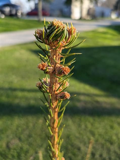 Help Identifying Spruce Species R Treeidentification