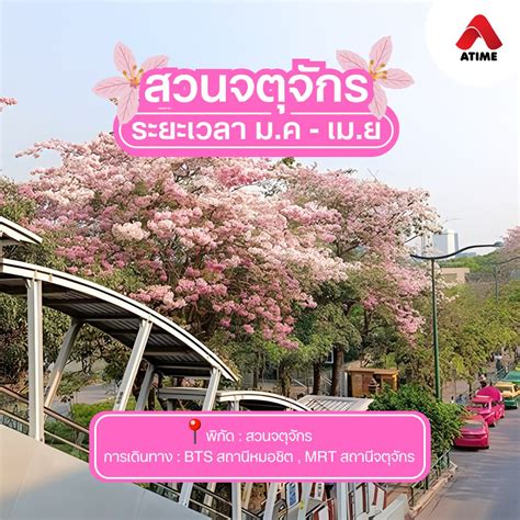 แจกพิกัดไปถ่ายรูปกับ ดอกชมพูพันธุ์ทิพย์ ปี 2568