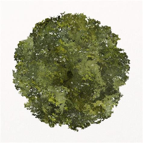 Tree Png Top View Spring Premium PNG Rawpixel In 2024 Trees Top View Tree Photoshop