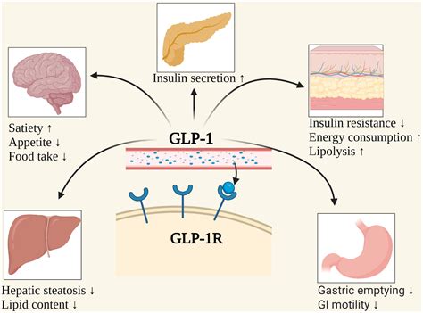 Design Of Xenopus Glp 1 Based Long Acting Dual Glp 1 Y2 50 Off