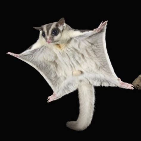 Sugar Glider In Full Flight Australian Animals Sugar Glider Cute
