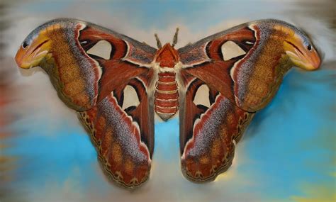 Giant Silk Moth Photograph By Billy Beck Pixels