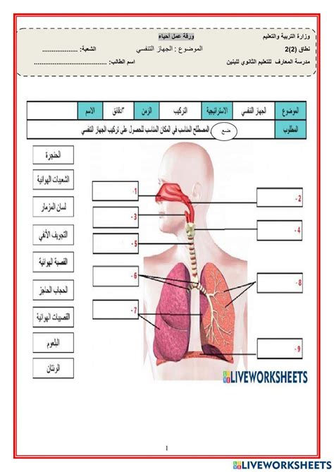 963690 الجهاز التنفسي Isameldin Liveworksheets