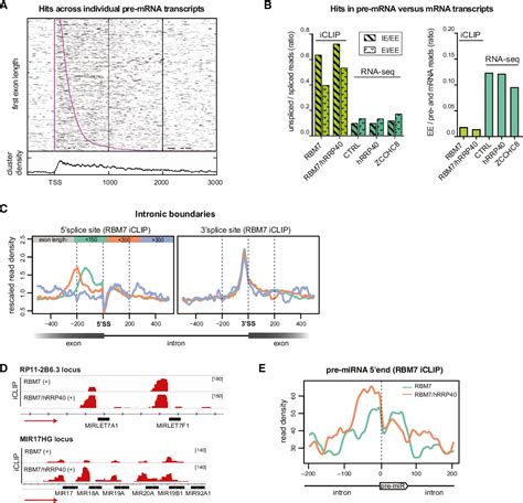 Figure 1 From The Human Nuclear Exosome Targeting Complex Is Loaded