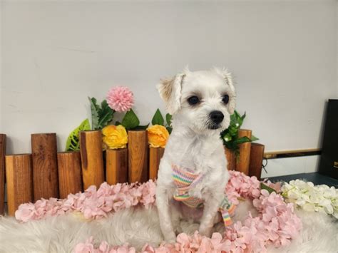 말티푸 밥풀이 보더콜리분양가격 프렌치불독분양가격 빠삐용분양가격 파피용분양가격 사모예드분양가격 스피츠분양가격 시바견분양가격 시베리안허스키분양가격 시츄분양가격 요크셔테리어분양