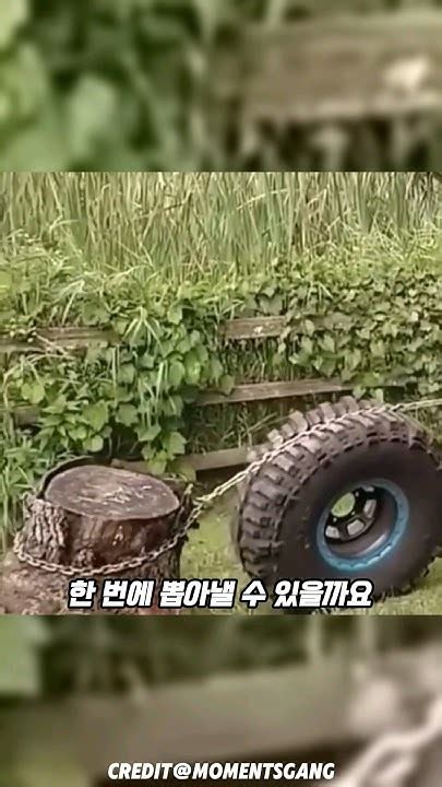 나무 그루터기 제거 Youtube