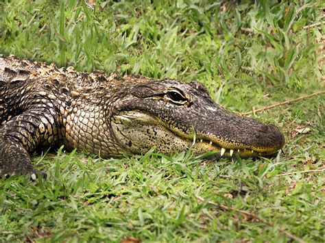 30 무료 호주 악어 And 악어 이미지 Pixabay