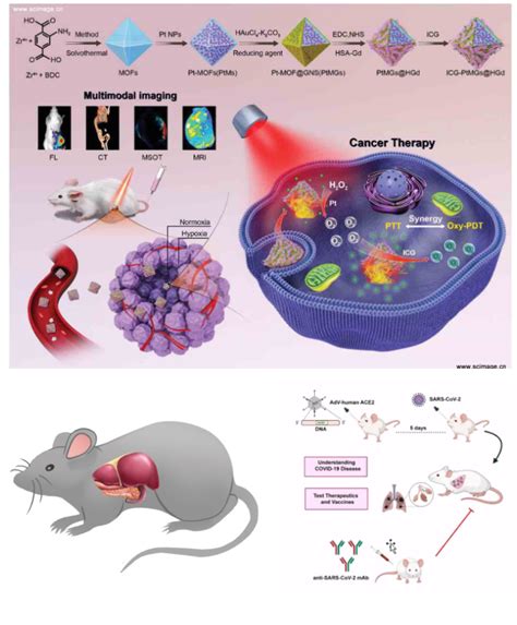 【教程】coreldraw如何绘制sci常用科研实验小鼠图像 知乎