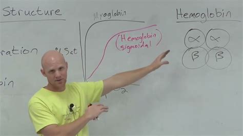 3 3 Myoglobin And Hemoglobin Chad S Prep