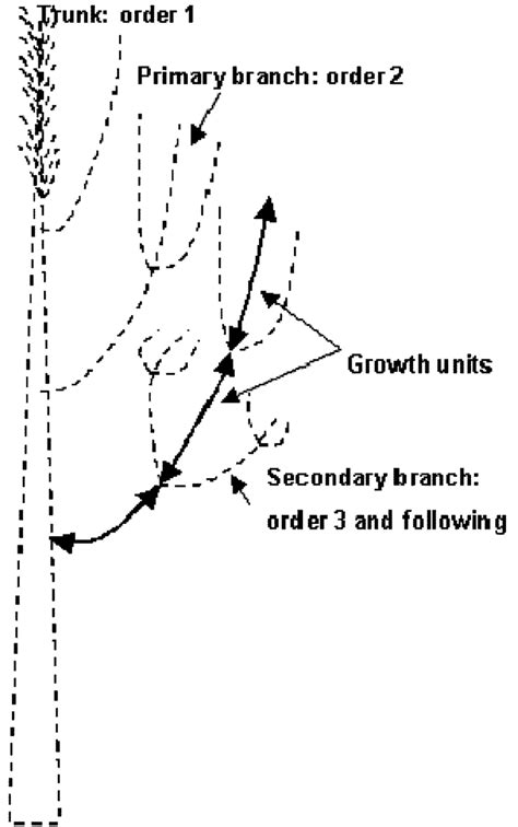 Representation Of The Branch Ramification Orders And Growth Units Download Scientific Diagram